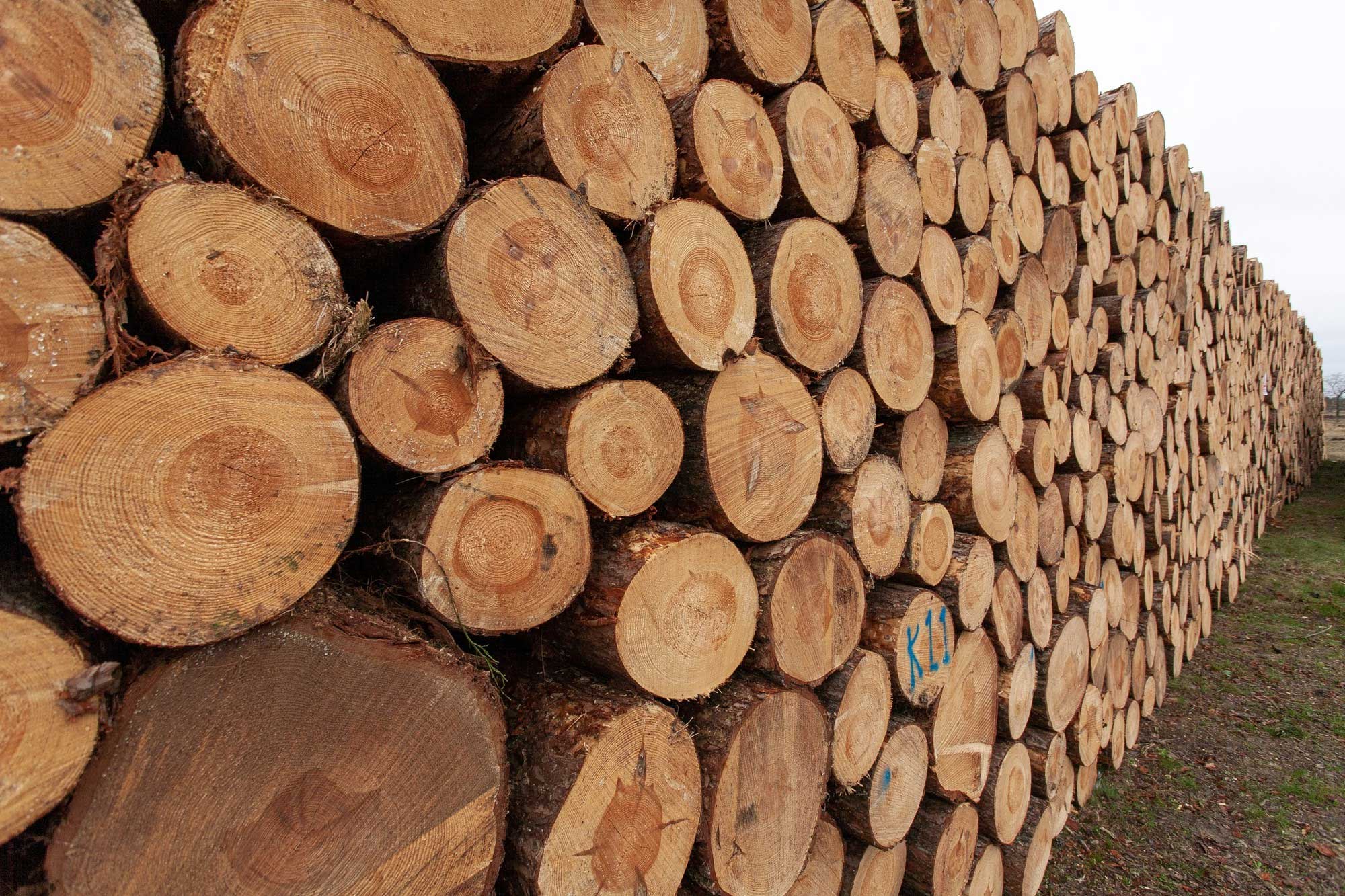 Log - Korindo Trading